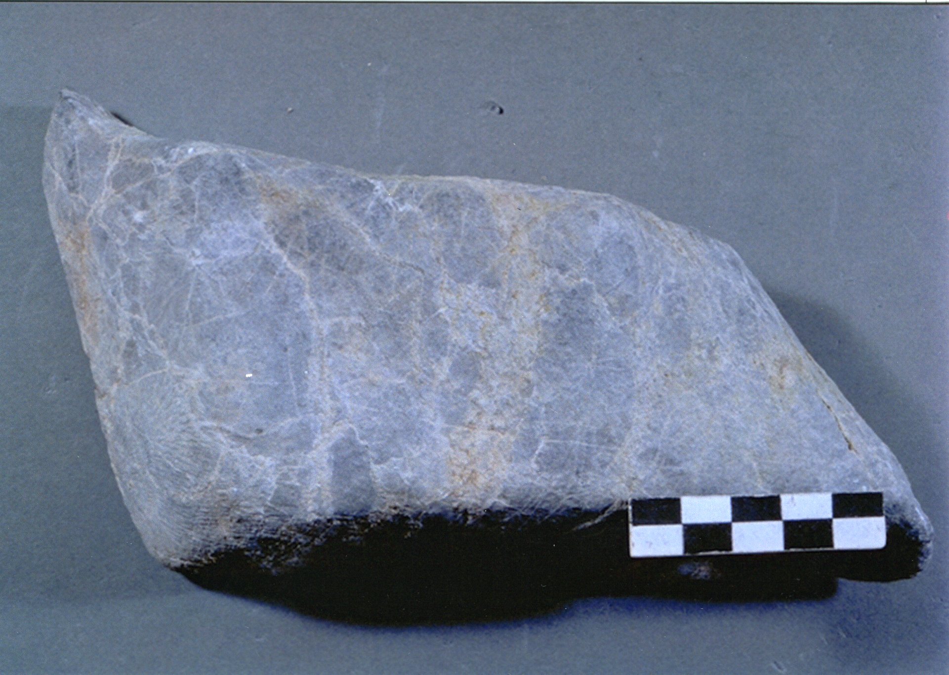 ハチノスサンゴ - 越知町立横倉山自然の森博物館